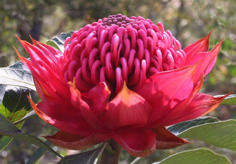 Download Waratah Nature Flower Hd Wallpaper