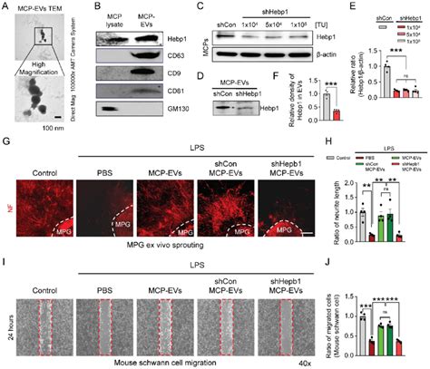 Hebp1 Is Delivered By Mcp Evs And Contributes To Nerve Regeneration