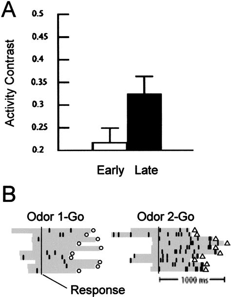 Orbitofrontaler Cortex
