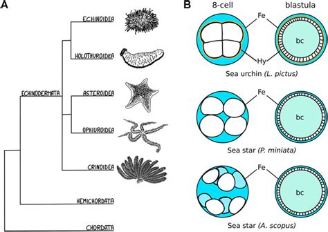 frontiers live imaging of echinoderm embryos to illuminate evo devo