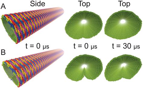 Membrane Tubules Induced By F Bar Domain Lattice A Membrane Tubule Download Scientific