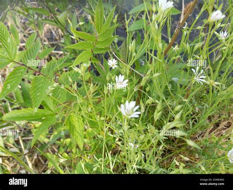 Marsh Stitchwort Stellaria Palustris Plantae 18101 Lietuva Stock