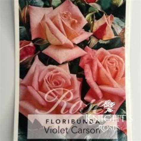 Violet Carson Buy This Rose Online Knights Roses Australia