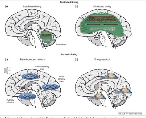 Time Perception Semantic Scholar