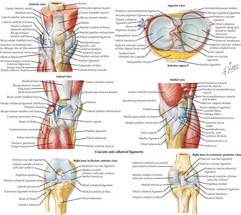 Knee Injuries Clinical Tree