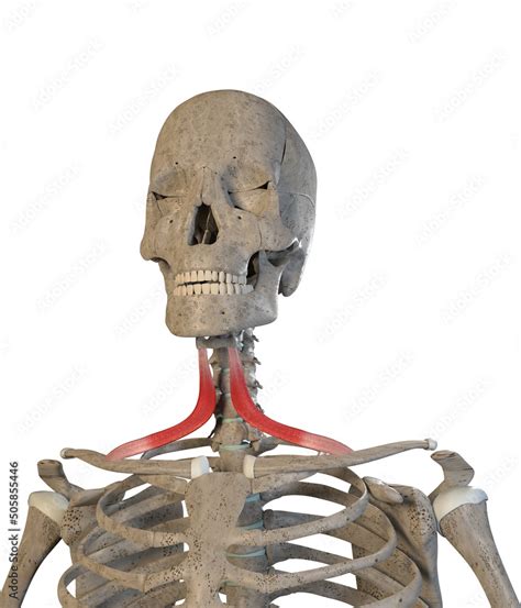 3d Illustration Of The Omohyoid Muscles On A White Background Stock Illustration Adobe Stock