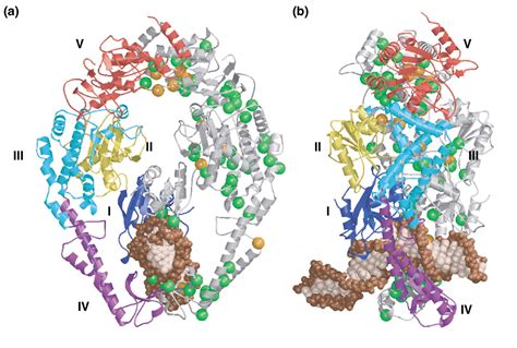 Dna Mismatch Repair Structure