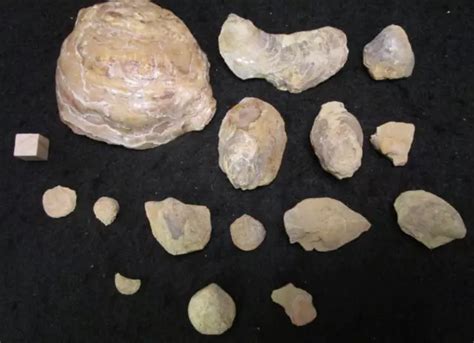 Texas Fossil Mollusk Bivalve Collection Cretaceous Woodbine Fm Tarrant County 2521 Picclick Au Texas Fossil Mollusk Bivalve Collection Cretaceous Woodbine Fm Tarrant County 2521 Picclick Au