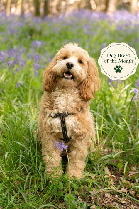 Are Cockapoo Dogs Good Pets