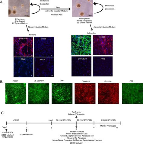 Derivation Of Neurons Astrocytes And Bmecs For Bbb Modeling Download Scientific Diagram