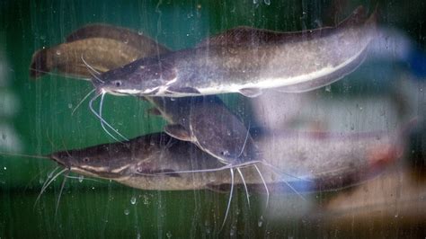 الشرق للأخبار مضاد حيوي محتمل من جلود أسماك السلور لعلاج تقلصات المعدة