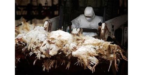 Унищожиха над 2000 птици в Константиново заради птичи грип