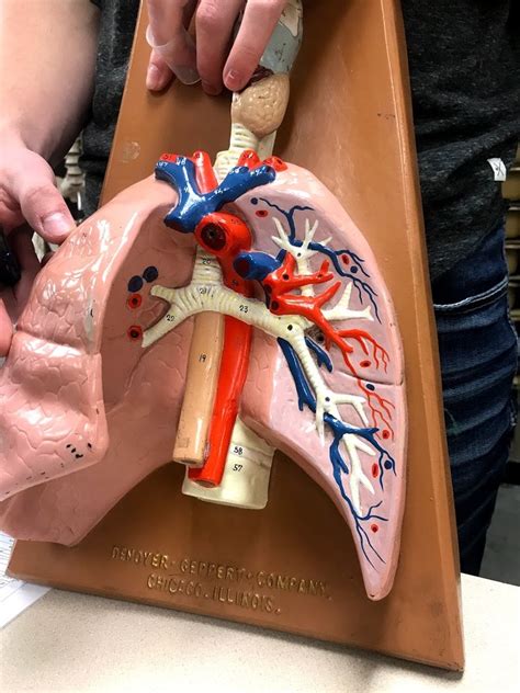 Anp 2 Unit 2 Anatomy Lower Respiratory Tract Model Diagram Quizlet