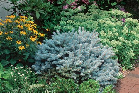 Dwarf Blue Conifers