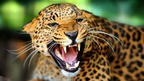 Bad Kitty Jaguar Wont Be Euthanized After Attacking Selfie Taking Woman Maxim