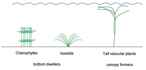 Plants Special Issue Macrophytes In Inland Waters From Knowledge To Management