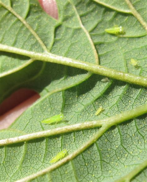 Potato Leafhoppers Have Arrived Outcroppings Important Crop News
