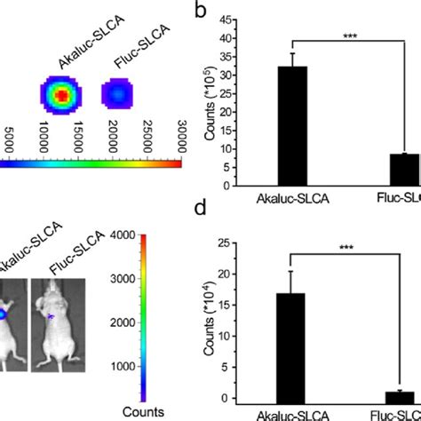 Construction Of The Akaluc Based Near Infrared Split Luciferase