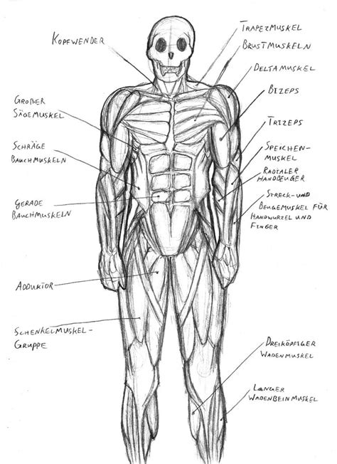 Drawing Of The Muscular System Surrealist Drawing Techniques