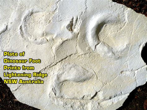 Jurassic Foot Prints Collection Creation Research