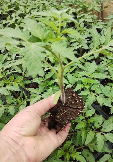 Разсад и домашни зеленчуци РЕГИОН ДОБРИЧ Facebook