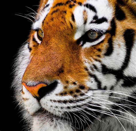 Mais De 5000 Fotos Gratuitas De Tigre E Natureza Pixabay