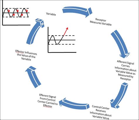 Negative Feedback Loop Diagram Body Temperature