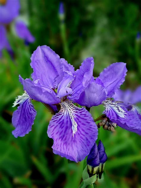 中國鳶尾 菁芳園綠生活
