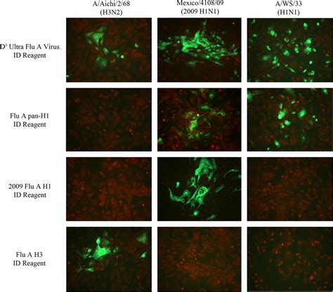 Subtyping Influenza A Virus With Monoclonal Antibodies And An Indirect Immunofluorescence Assay