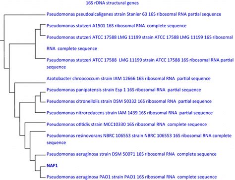 Phylogenetic Tree Reconstructing By Neighbor Joining Method Of 16s Rdna Download Scientific