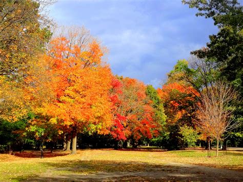 배경 화면 자연 가을 하늘 우디 식물 온화한 넓은 잎과 혼합 숲 작은 숲 단풍 나무 낙엽 햇빛 잔디 생체 봄 분기 경치 공원 정원 컴퓨터