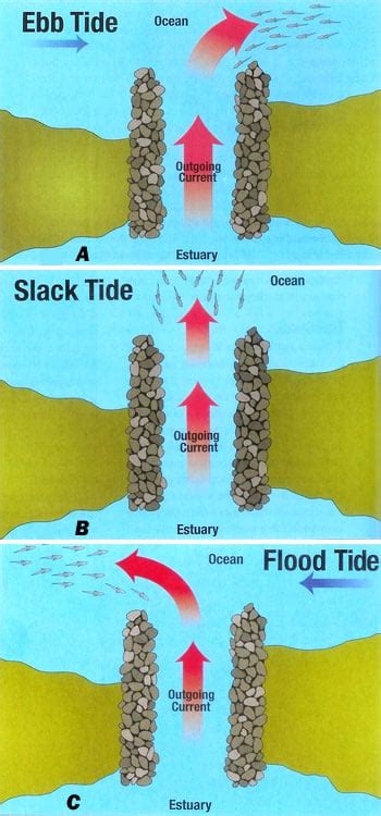 Tidal Currents MidCurrent
