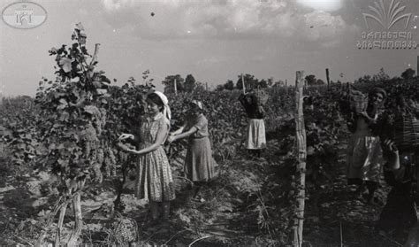 Iverieli რთველი კახეთში ფოტო თელავის ისტორიული მუზეუმის არქივიდან