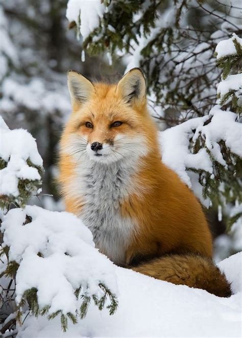 Les Renards ♔ Foxes Foxes In The Snow Pictures Fox In Winter Forest