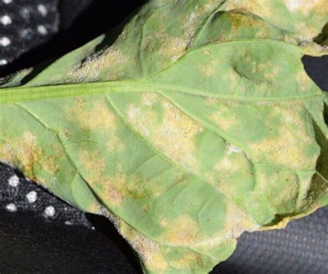 Downy Mildew