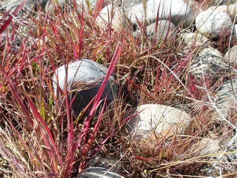 Red Grass Red Grass Pretty Images Grass
