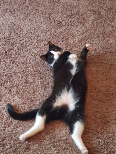 Figaro Showing Off His Chub R TubbyTuxes