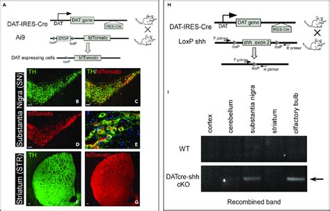 Da Neuron Specific Gene Recombination Mediated By The Datcre Mouse