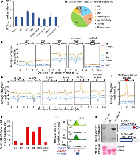 Hp1γ Binding Pre‐mrna Intronic Repeats Modulates Rna Splicing Decisions Pmc