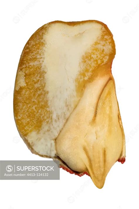 Longitudinal Cut Of A Corn Seed During Germination Superstock