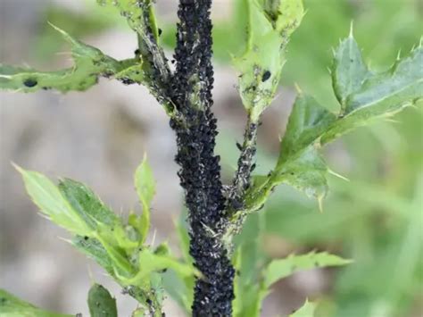 Organic Black Bean Aphid Control Methods For Black Bean Aphids