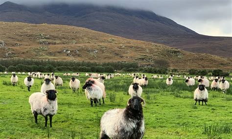 Largest Sheep Farm In Ireland Glen Keen Farm