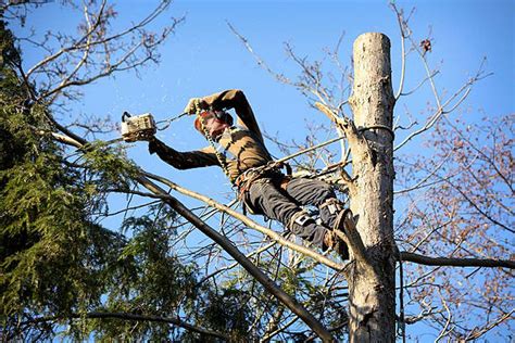 What Is The Difference Between An Arborist And A Tree Trimmer
