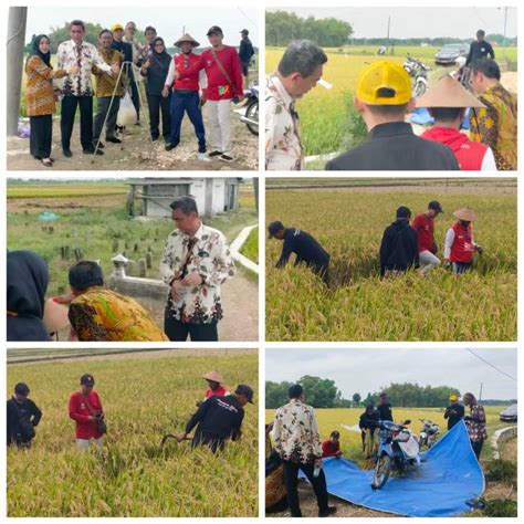 Subround Tiling Survey Ii News And Press Release Bps Statistics Indonesia Pati Regency