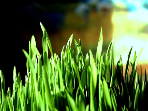 Wheatgrass Wallpapers Hd Download Free Backgrounds