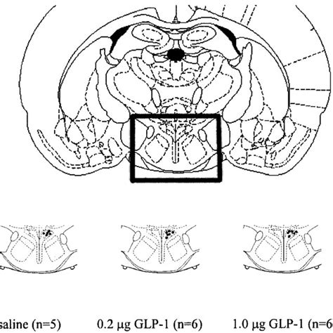 Paraventricular Nucleus Of The Hypothalamus Injection Sites After The Download Scientific