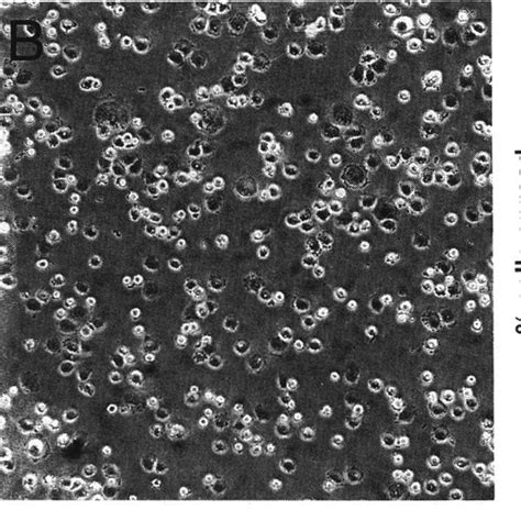 C Src Enhances The Rate Of Cell Spreading Of S R C Fibroblasts On Download Scientific Diagram