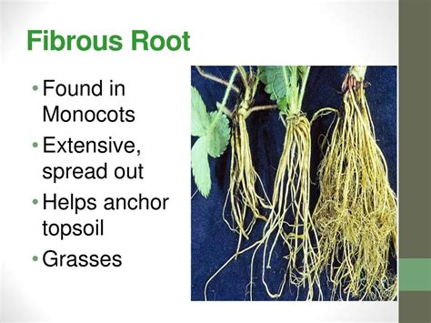 Plants Green The Color Of Life Ppt Download