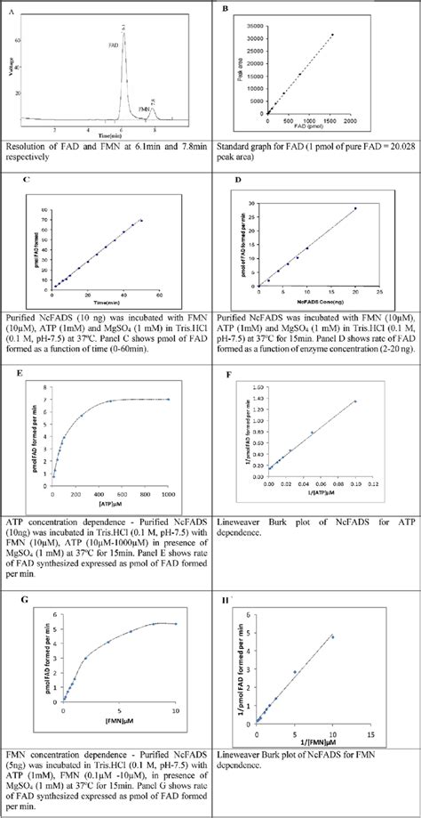 A Resolution Of Fad And Fmn On Nucleosil C18 Reverse Phase Column
