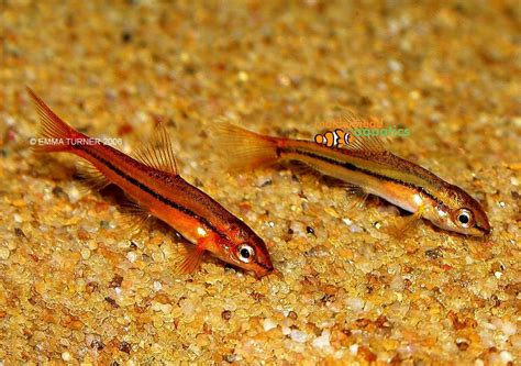 Rosy Loach Physoschistura Mango